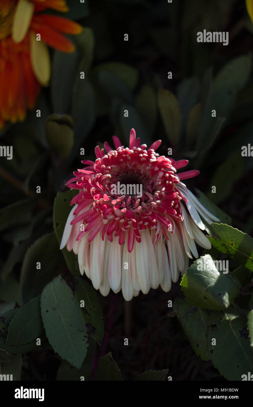 Beautiful colorful natural spring flowers in macro view Stock Photo - Alamy