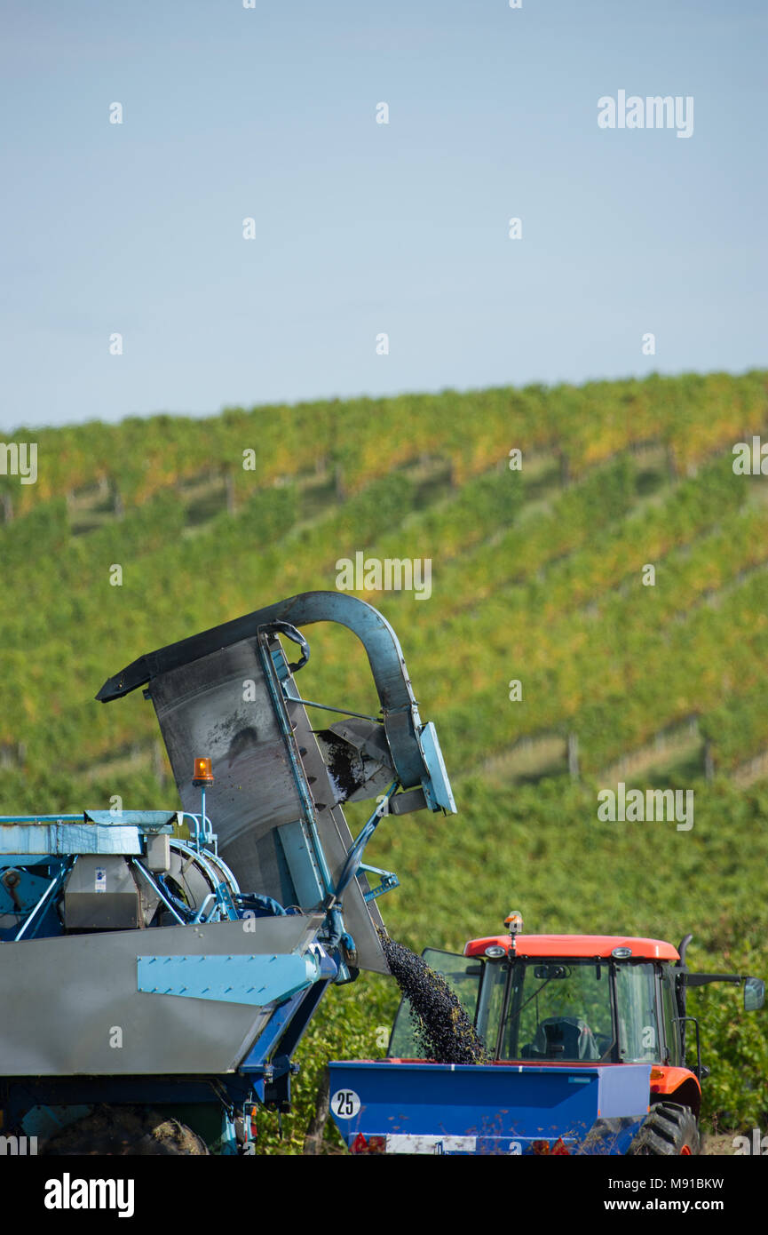 Mechanical harvesting of grapes in the vineyard Stock Photo - Alamy