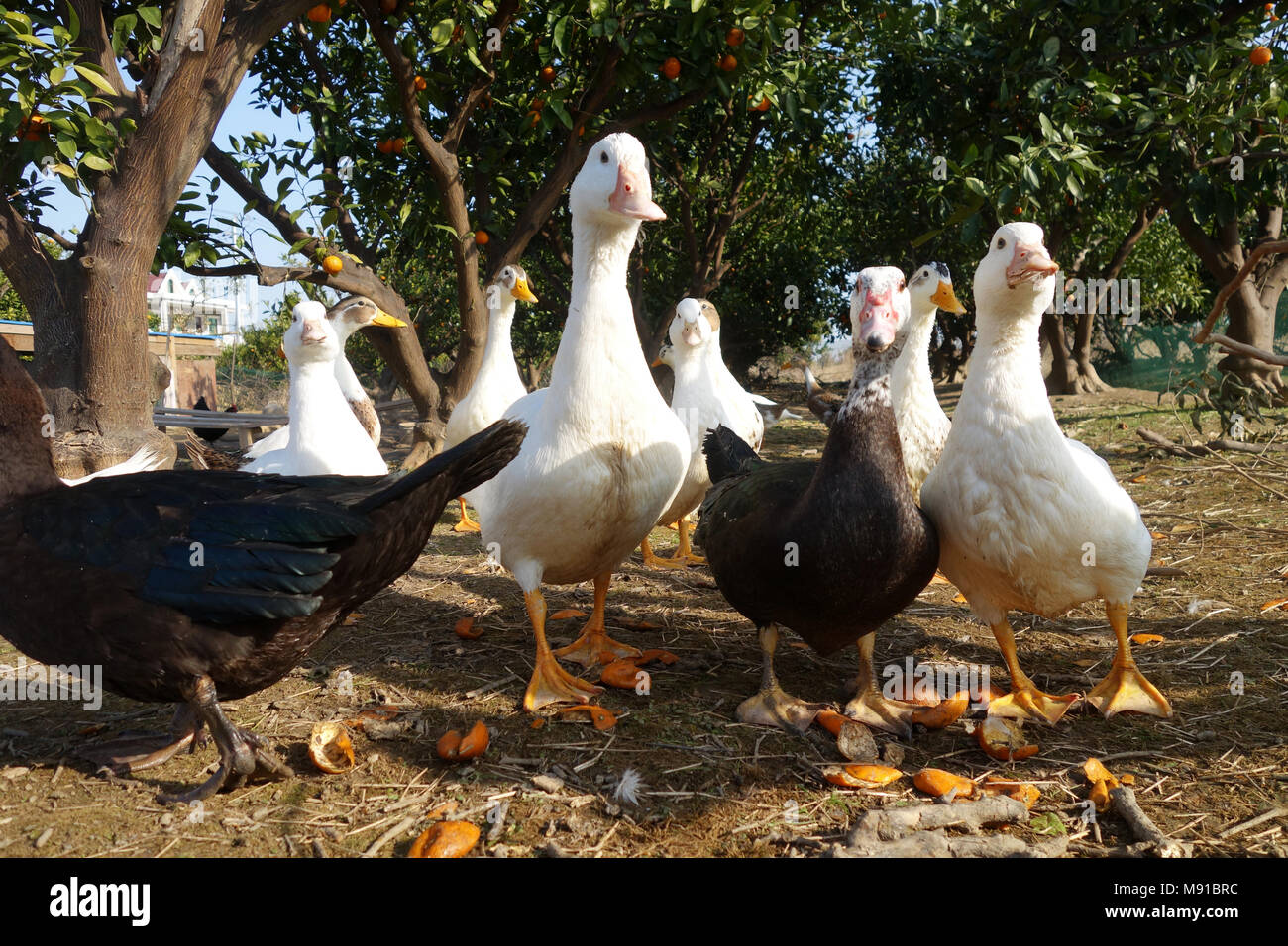 Ducks in farm traditional farming in China animal farm Stock Photo - Alamy
