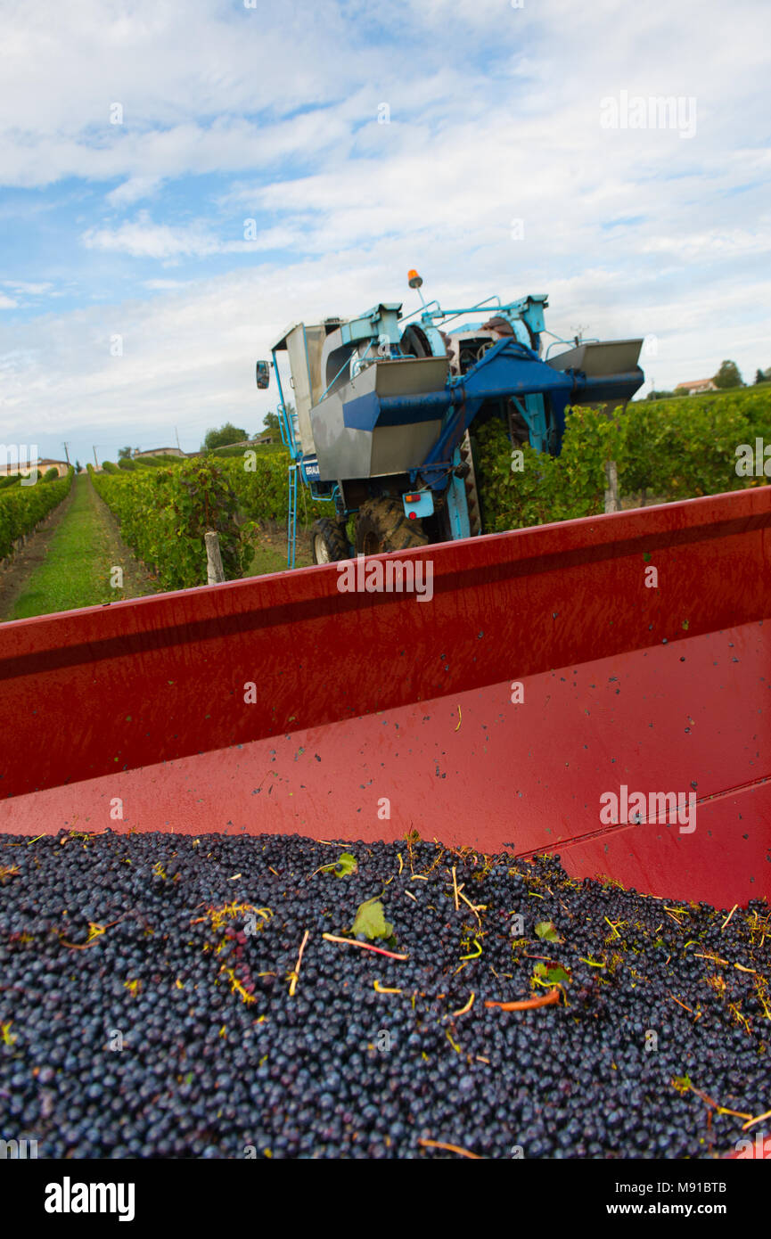 Mechanical harvesting of grapes in the vineyard Stock Photo - Alamy