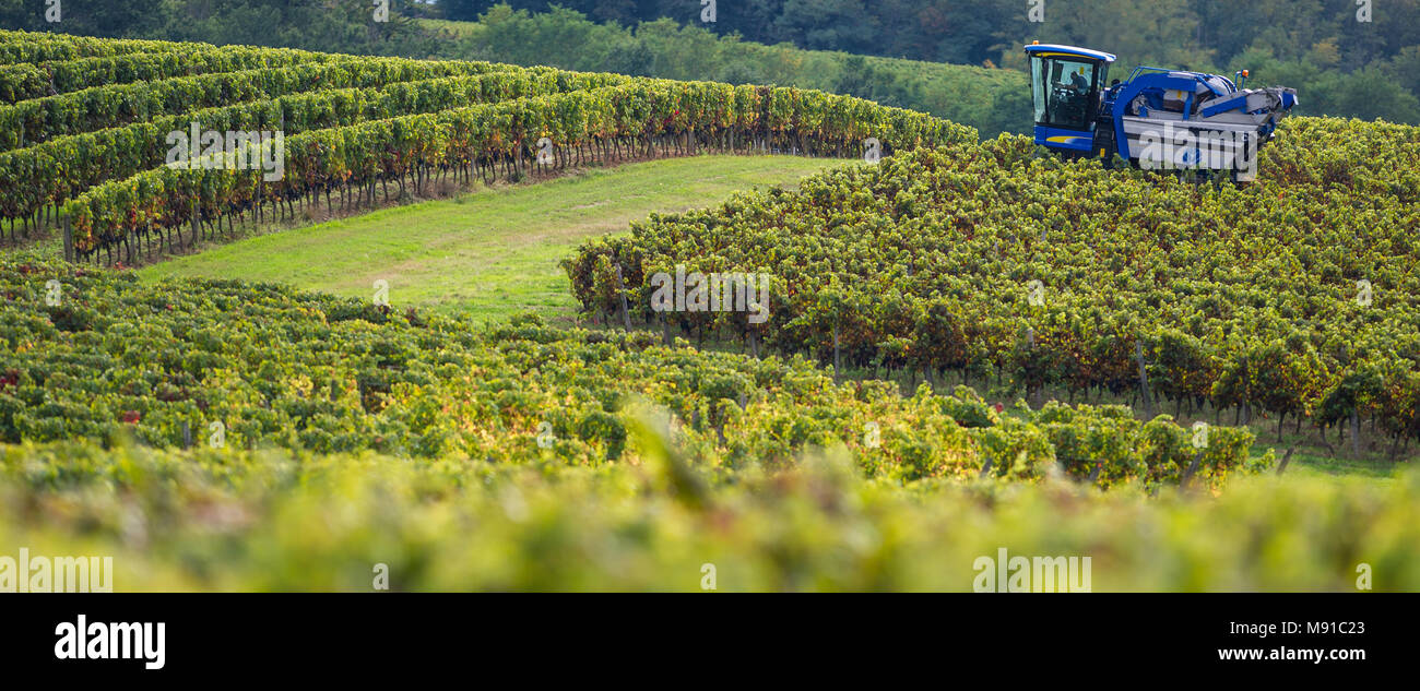 Mechanical harvesting of grapes in the vineyard Stock Photo - Alamy