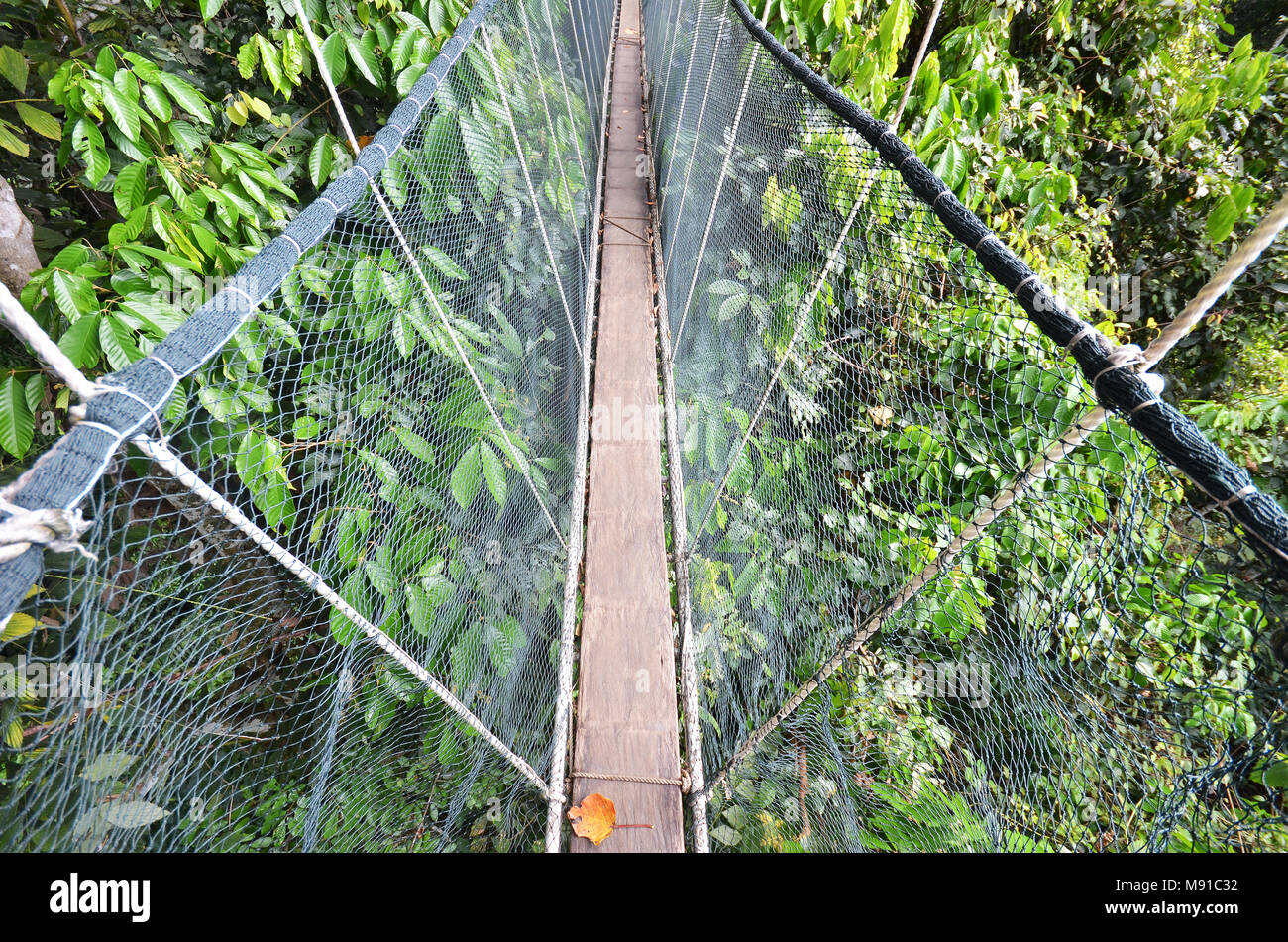 Canopy Walk Kota Kinabalu