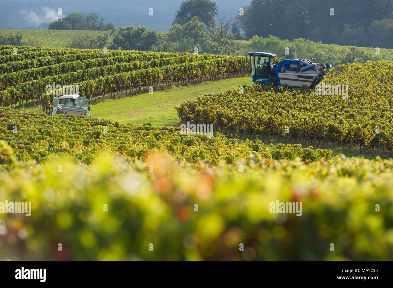 Mechanical harvesting of grapes in the vineyard Stock Photo - Alamy