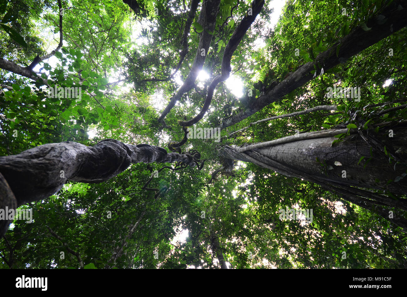 Looking up through fresh green tree canopy to sky and sunlight Stock ...