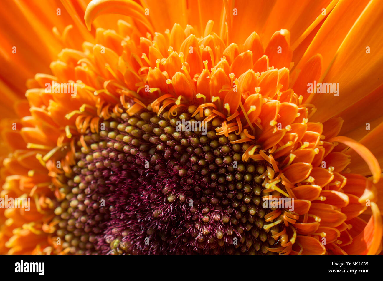 Beautiful colorful natural spring flowers in macro view Stock Photo - Alamy