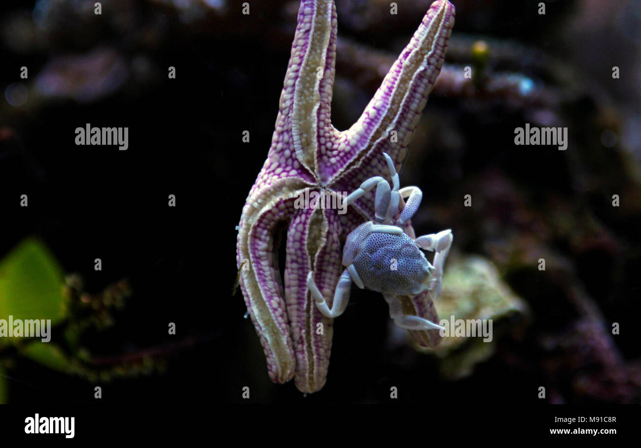 Porcelain crab in coral reef aquarium tank Stock Photo - Alamy