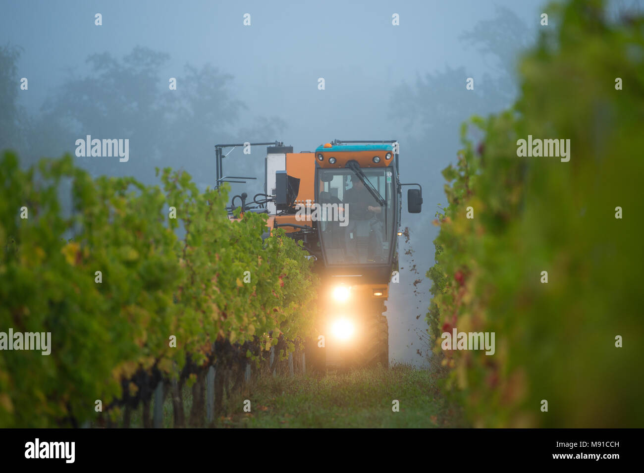 Mechanical harvesting of grapes in the vineyard Stock Photo - Alamy