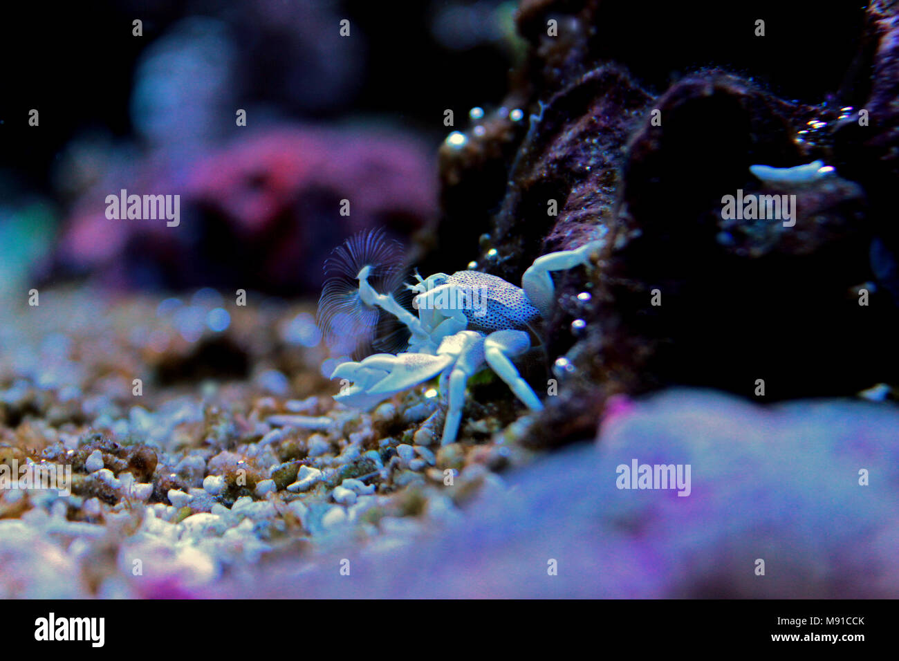 Crab in underwater aquarium hi-res stock photography and images - Alamy