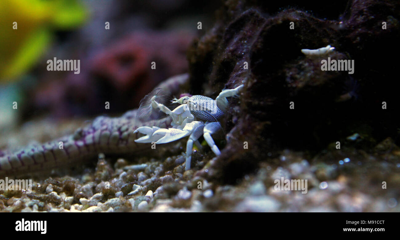 Porcelain crab in coral reef aquarium tank Stock Photo - Alamy