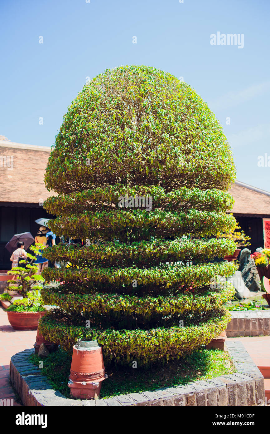 Bonsai and Penjing landscape with miniature evergreen tree in a tray ...