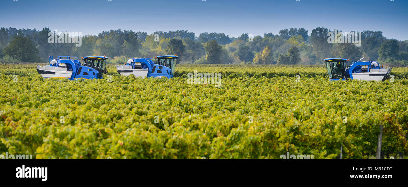 Mechanical harvesting of grapes in the vineyard Stock Photo - Alamy