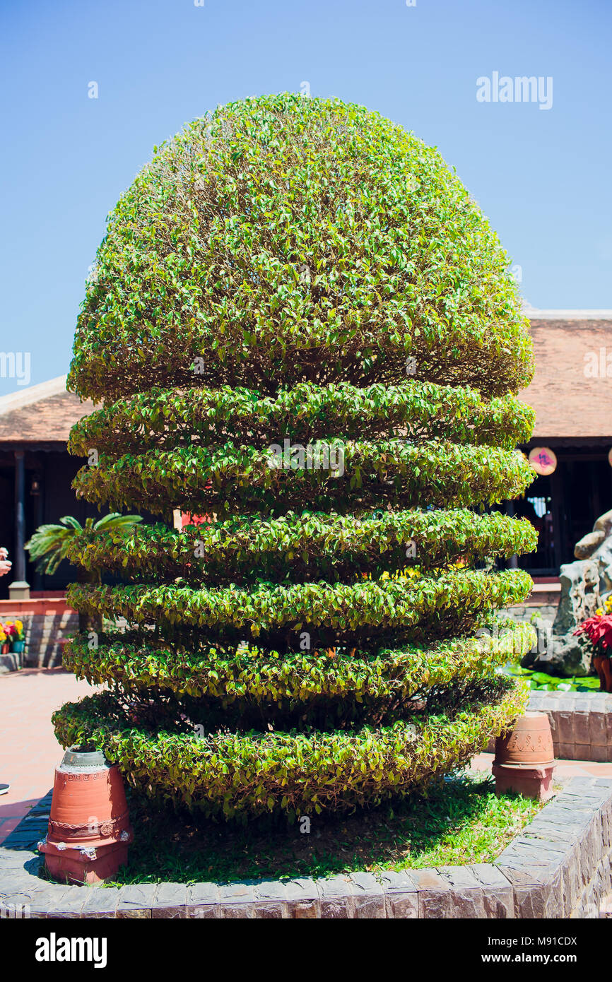 Bonsai and Penjing landscape with miniature evergreen tree in a tray ...