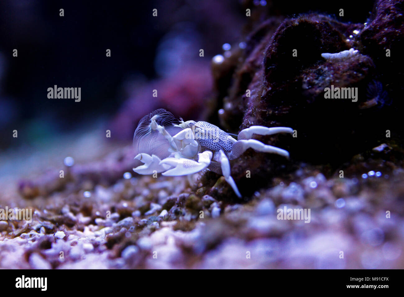 Porcelain crab in coral reef aquarium tank Stock Photo - Alamy