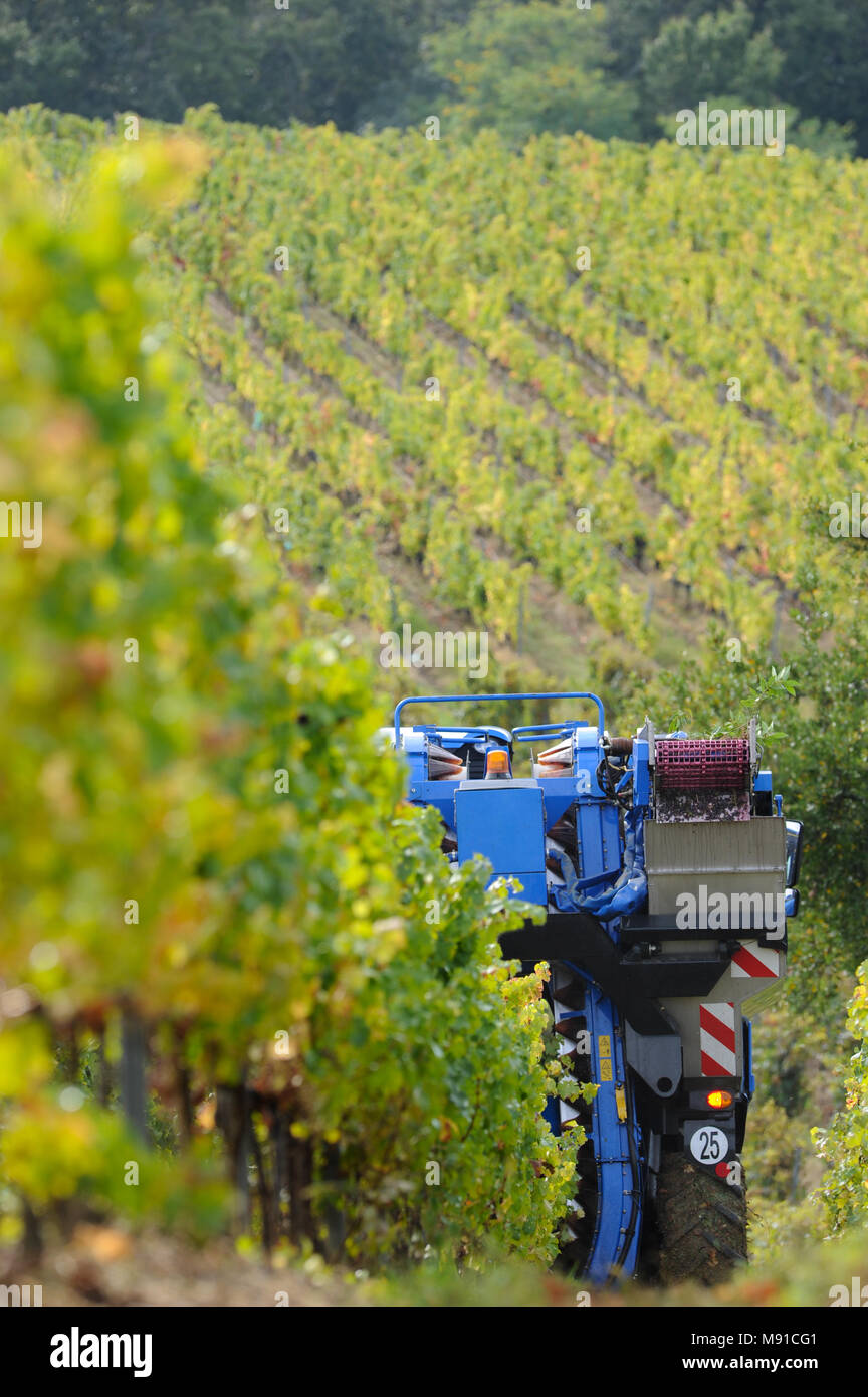 Mechanical harvesting of grapes in the vineyard Stock Photo - Alamy