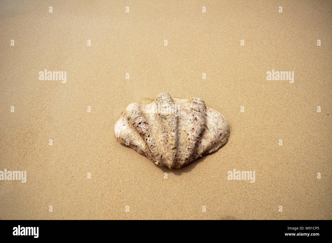 Shell on the beach in Sapi Island, Sabah Stock Photo - Alamy
