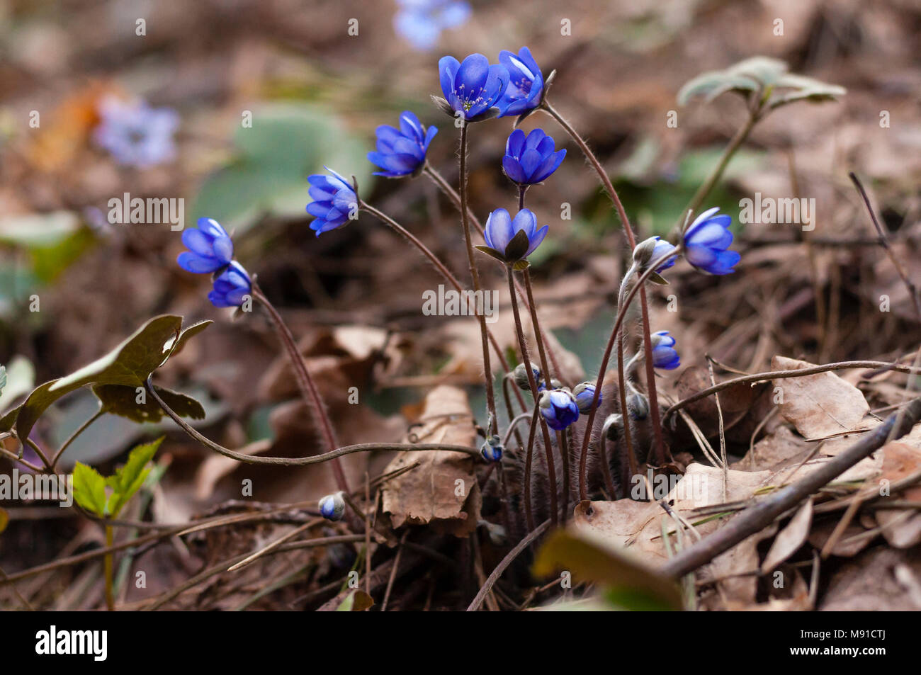 First blooming Hepatica Snowdrop blue flowers in early spring forest ...