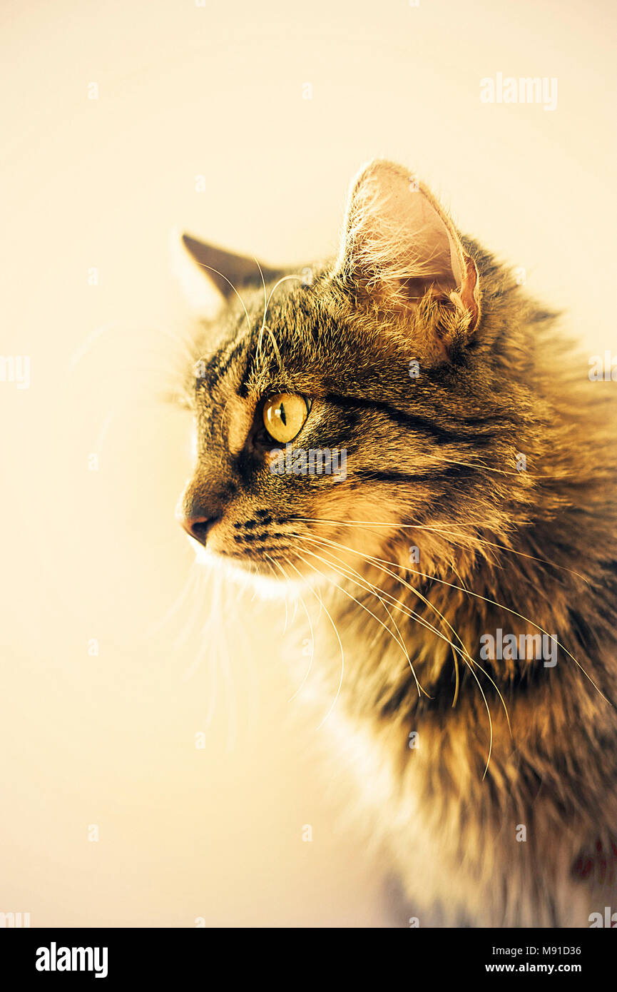crossbreed cat indoor Stock Photo - Alamy