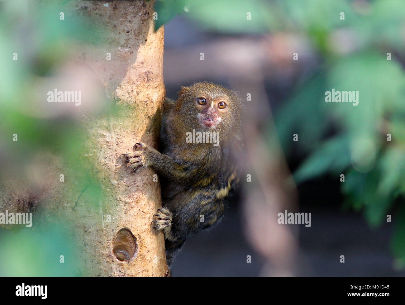 A Pygmy Marmoset, in the new 'Energy for Life' Tropical House at ...