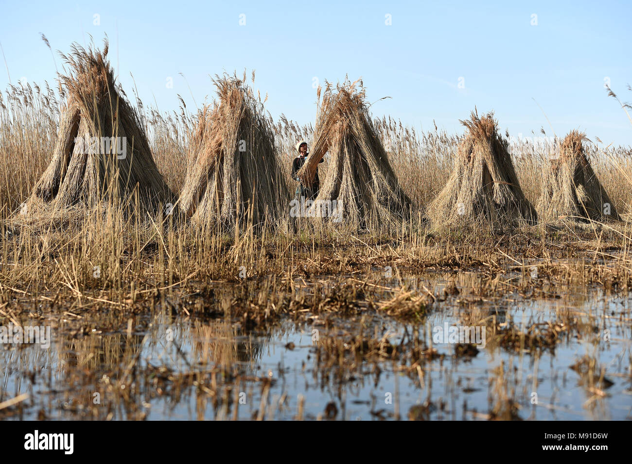 Reed cutter hi-res stock photography and images - Alamy