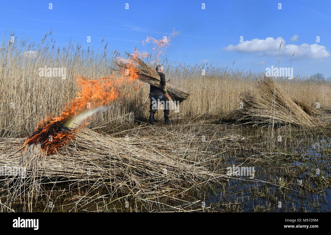 Reed cutter hi-res stock photography and images - Alamy