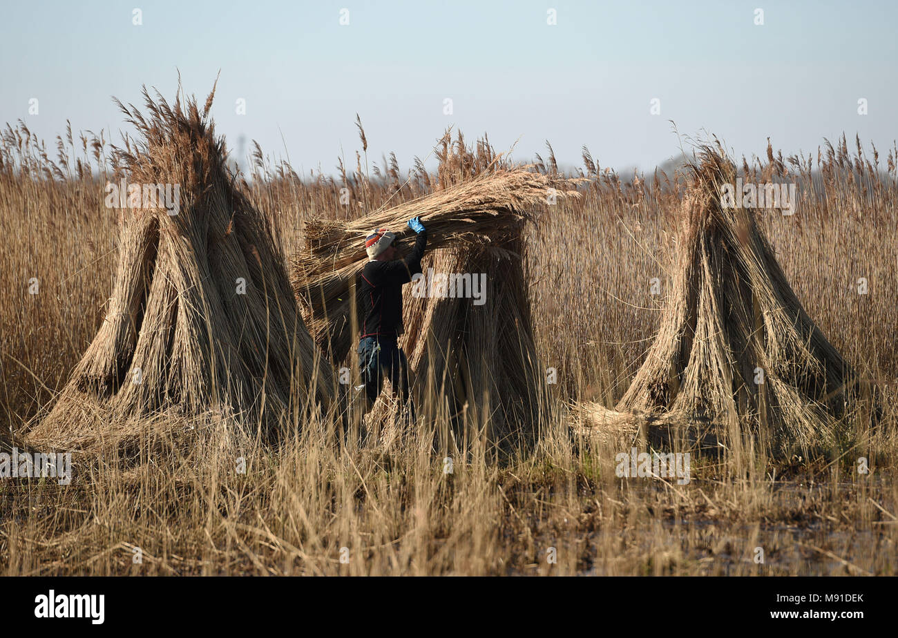 Reed cutter Paul Eldridge stacks bundles of reed on the Norfolk Broads ...