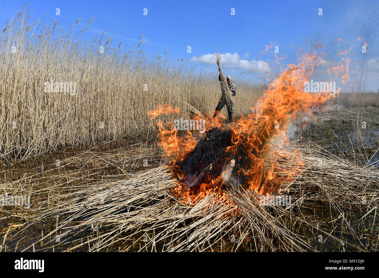 Reed cutter hi-res stock photography and images - Alamy