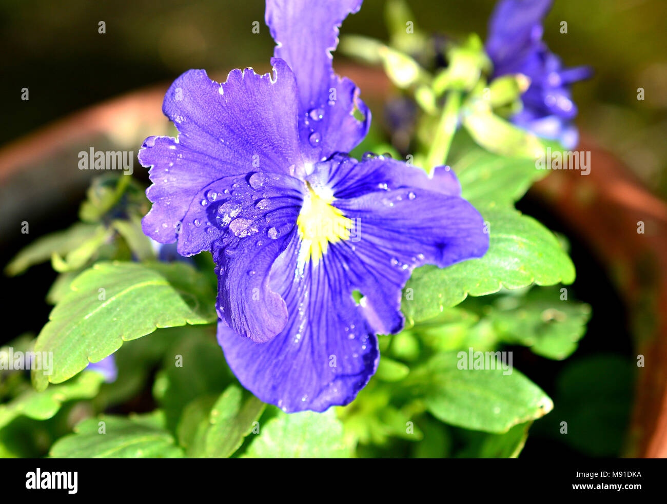 Blue Pansy Flower High Resolution Stock Photography and Images - Alamy