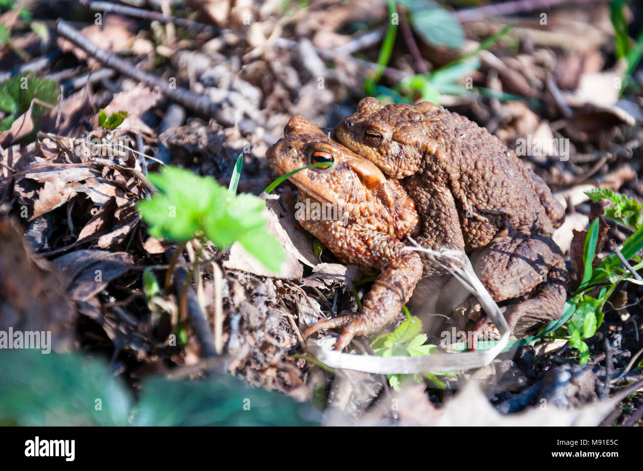 Common toads Bufo bufo pairing Stock Photo - Alamy
