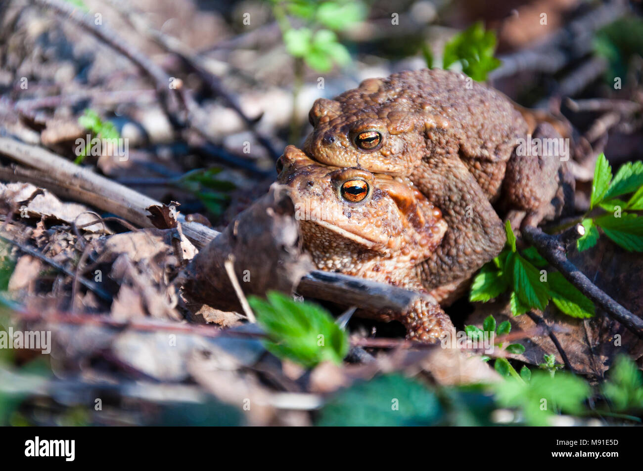 Common toads Bufo bufo pairing Stock Photo - Alamy