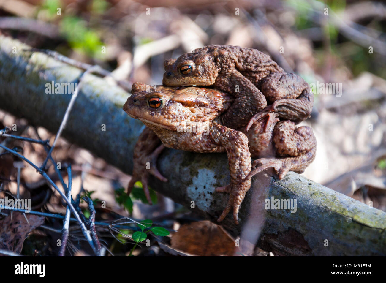 Common toads Bufo bufo pairing Stock Photo - Alamy