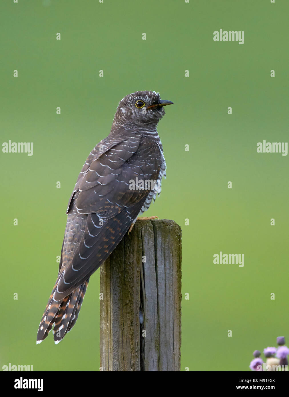 Common cuckoo hi-res stock photography and images - Alamy