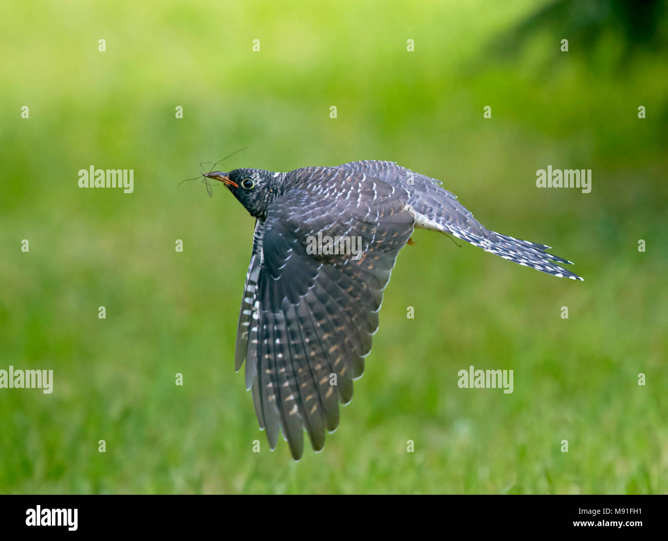 Koekoek; Common Cuckoo; Cuculus canorus Stock Photo - Alamy