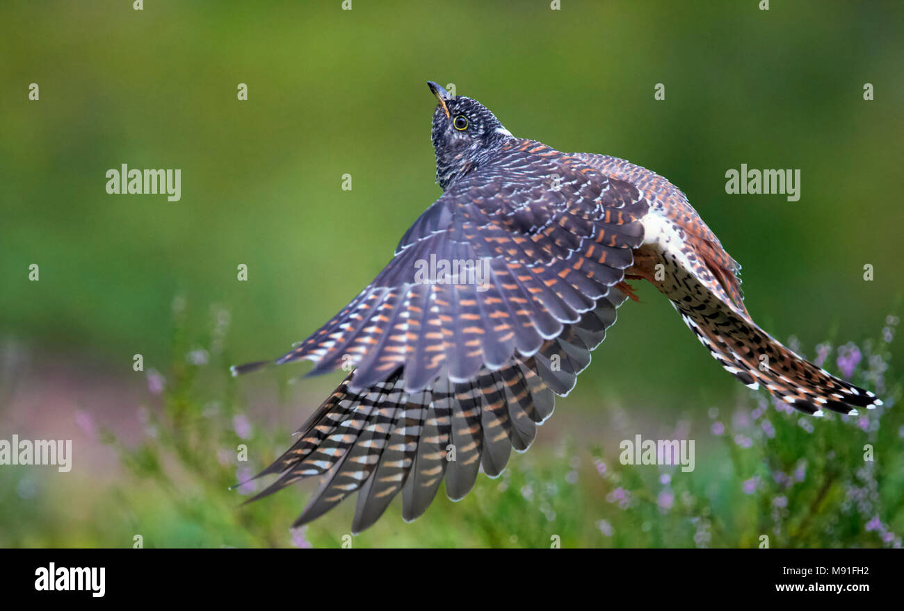 Common cuckoo cuculus canorus hi-res stock photography and images - Alamy