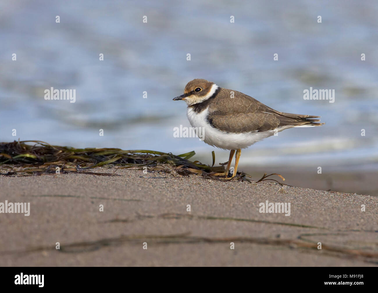 Eerste-winter Kleine Plevier; First-winter Little Ringed Plover Stock ...