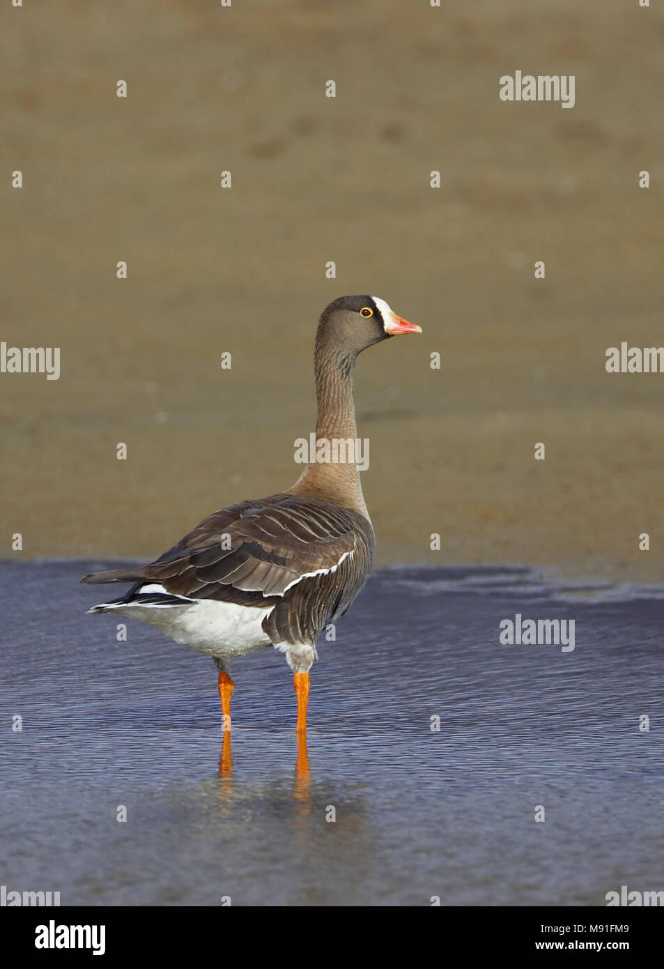 Lesser White-fronted Goose, Norway Finnmark June Stock Photo - Alamy