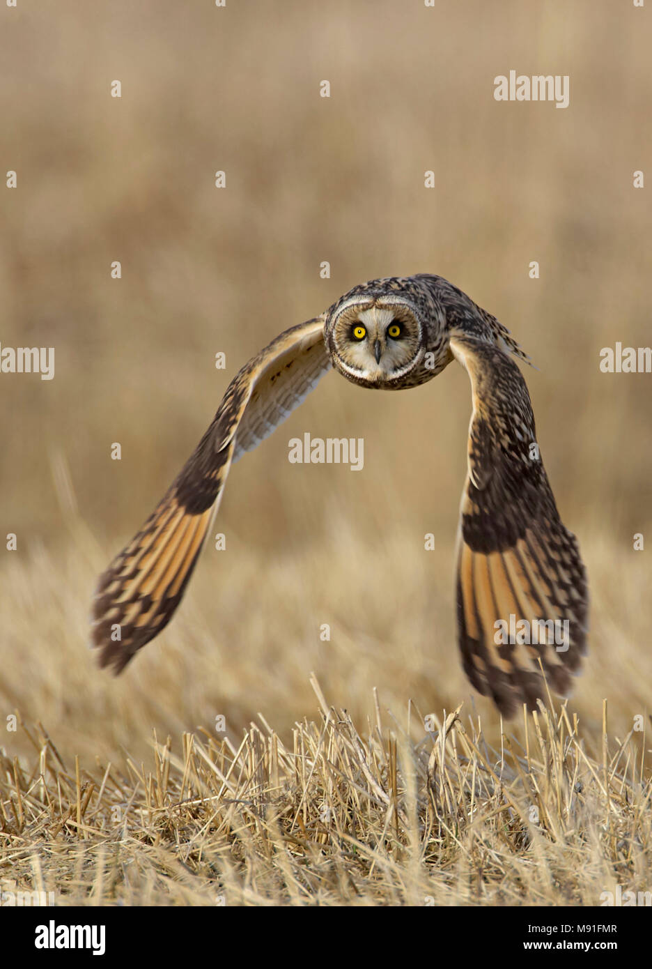 Flying short eared owl hi-res stock photography and images - Alamy