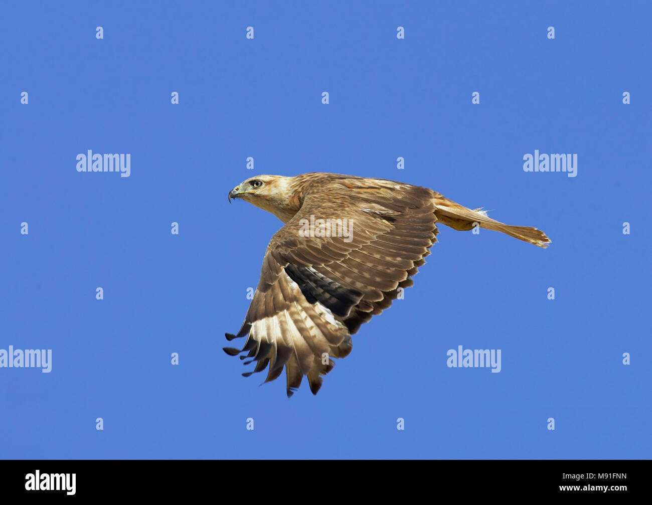 Long legged buzzard flying hi-res stock photography and images - Alamy