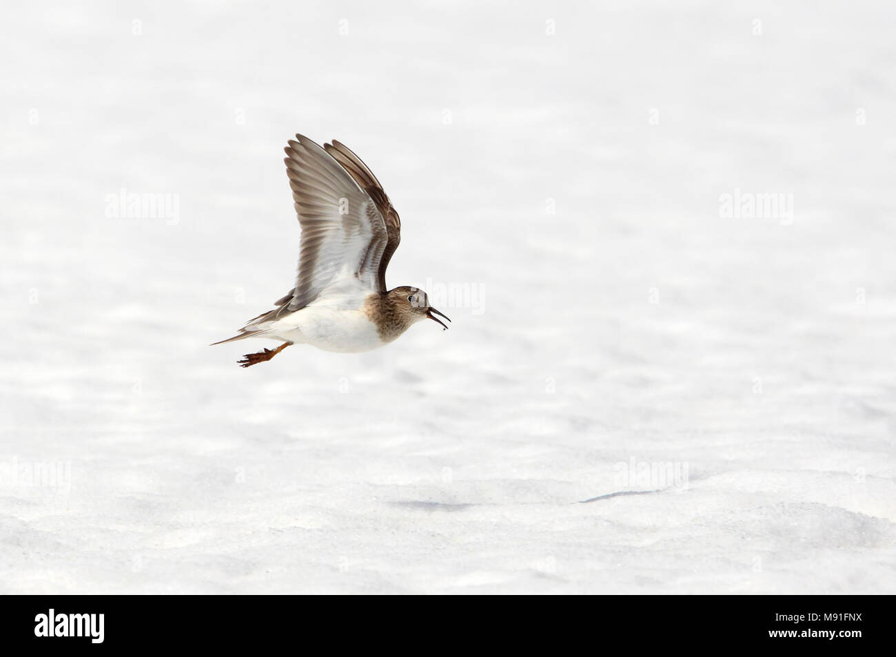 Temmincks Strandloper in vlucht, Temminck's Stint in flight Stock Photo ...