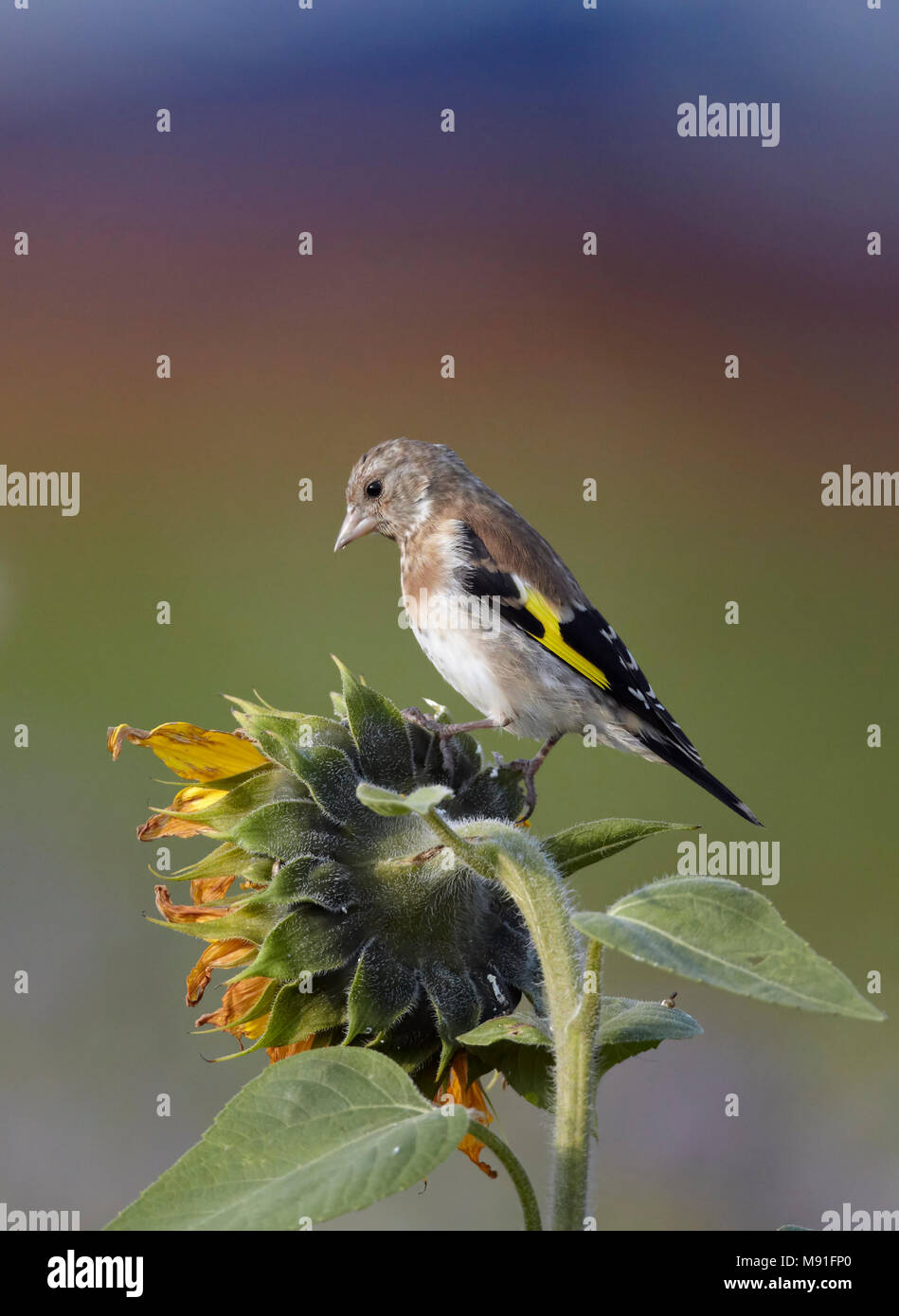 Onvolwassen Putter, Immature European Goldfinch Stock Photo - Alamy