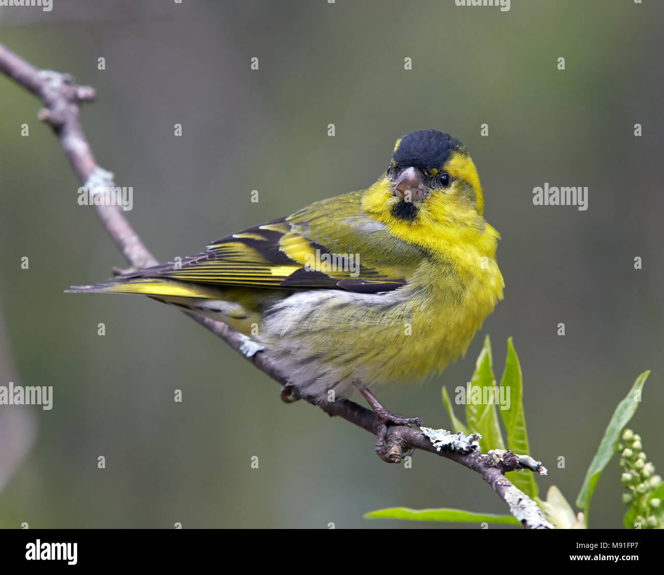 Volwassen mannetje Sijs, Adult male Eurasian Siskin Stock Photo - Alamy