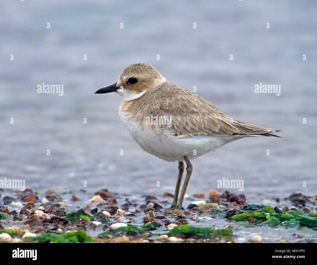 Volwassen vrouw Woestijnplevier, Adult female Greater Sand Plover Stock ...
