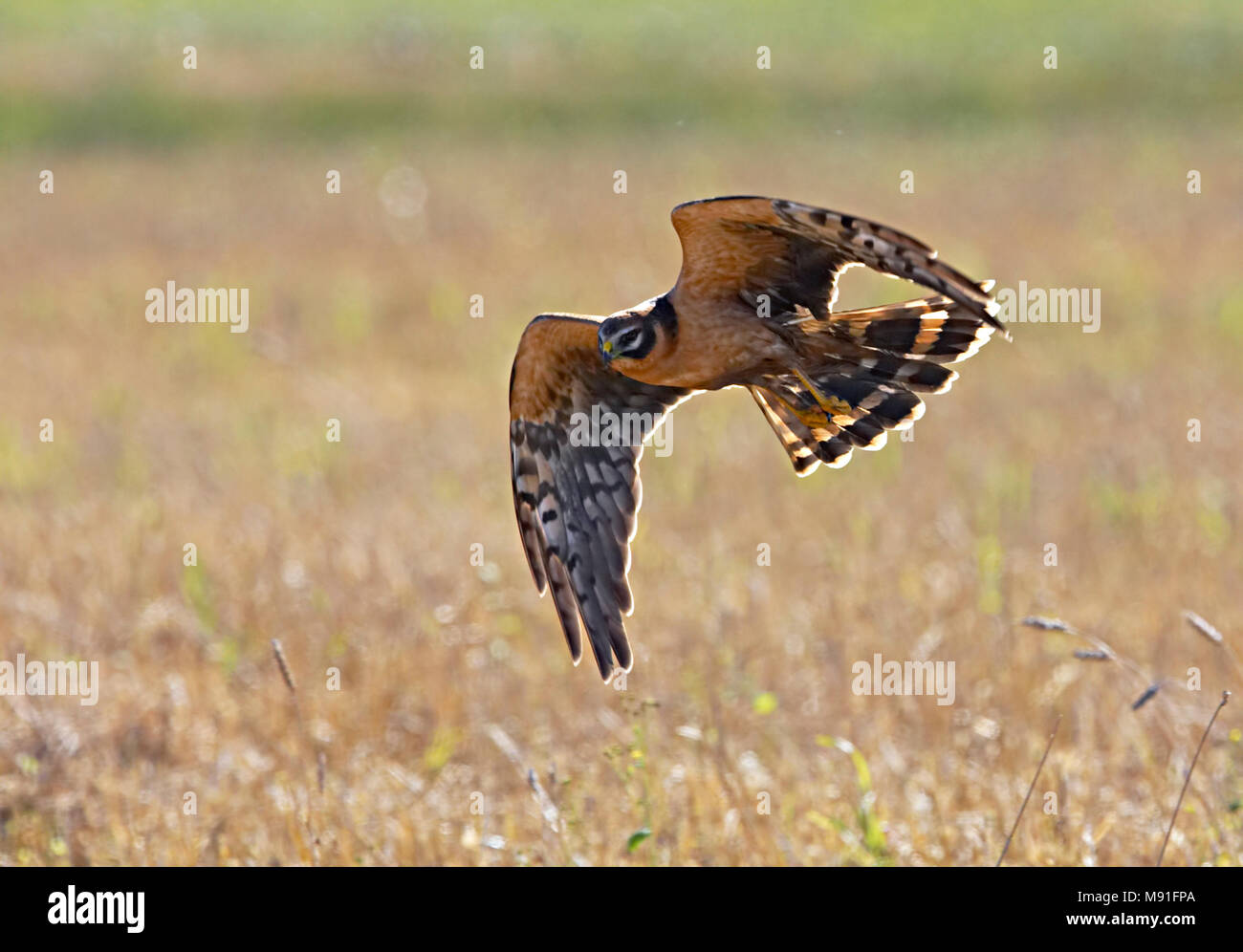 Pallid harrier hi-res stock photography and images - Alamy