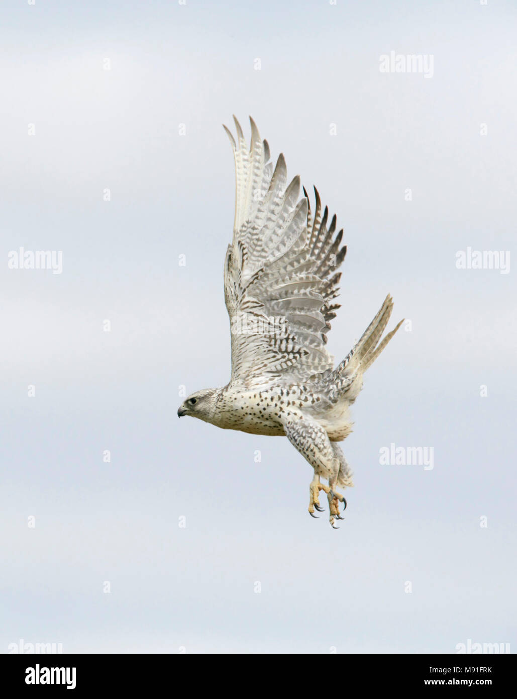 White phase gyrfalcon hi-res stock photography and images - Alamy