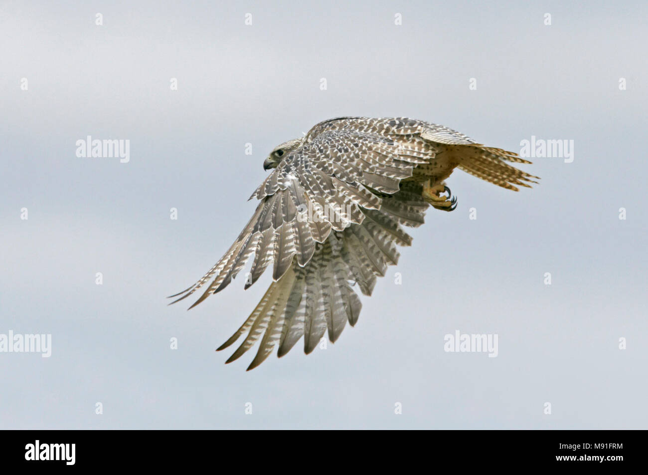 Giervalk, Gyrfalcon, Falco rusticolus Stock Photo - Alamy