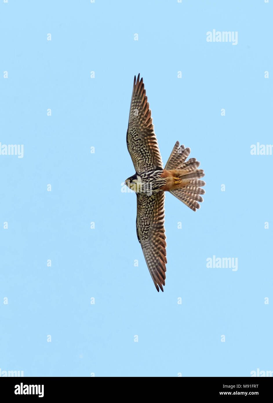 Falco subbuteo hi-res stock photography and images - Alamy