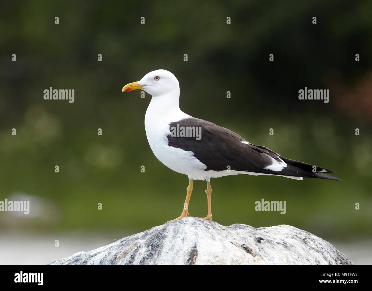 Baltische Mantelmeeuw, Baltic Gull, Larus fuscus fuscus Stock Photo - Alamy