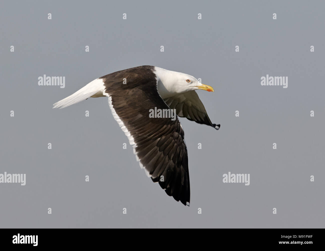 Baltische hi-res stock photography and images - Alamy