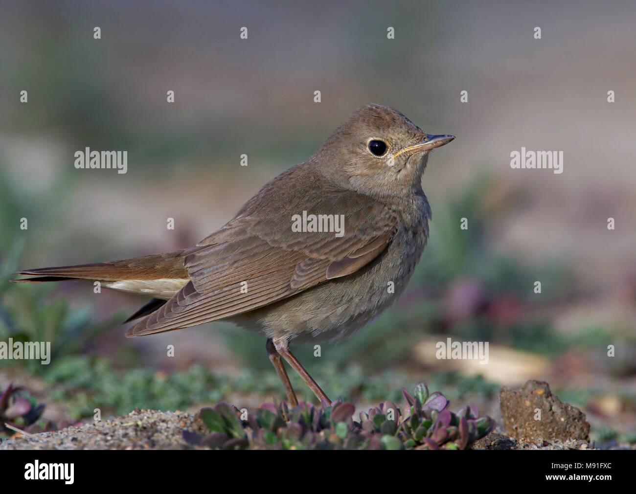 Thrush nightingale hi-res stock photography and images - Alamy