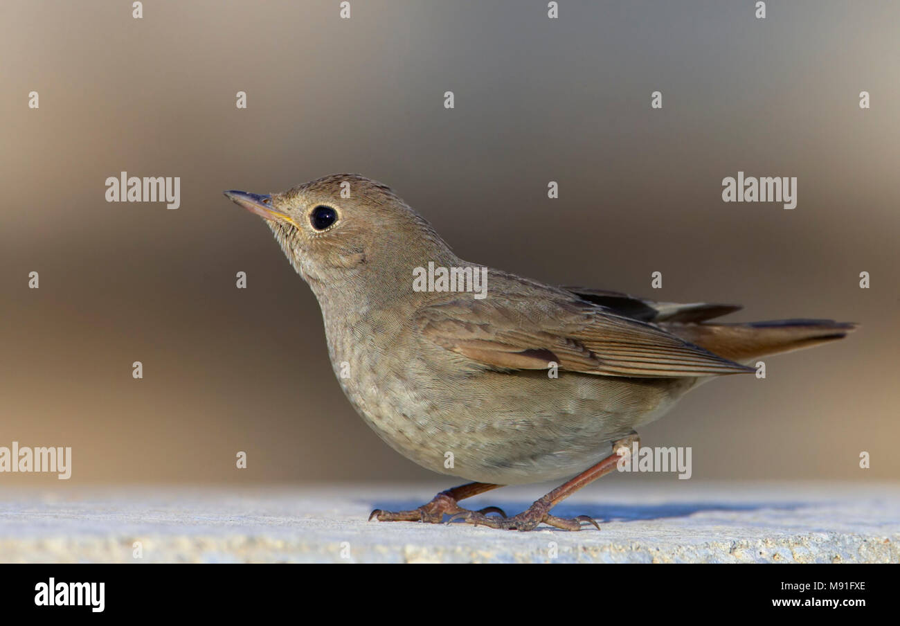 Thrush nightingale hi-res stock photography and images - Alamy