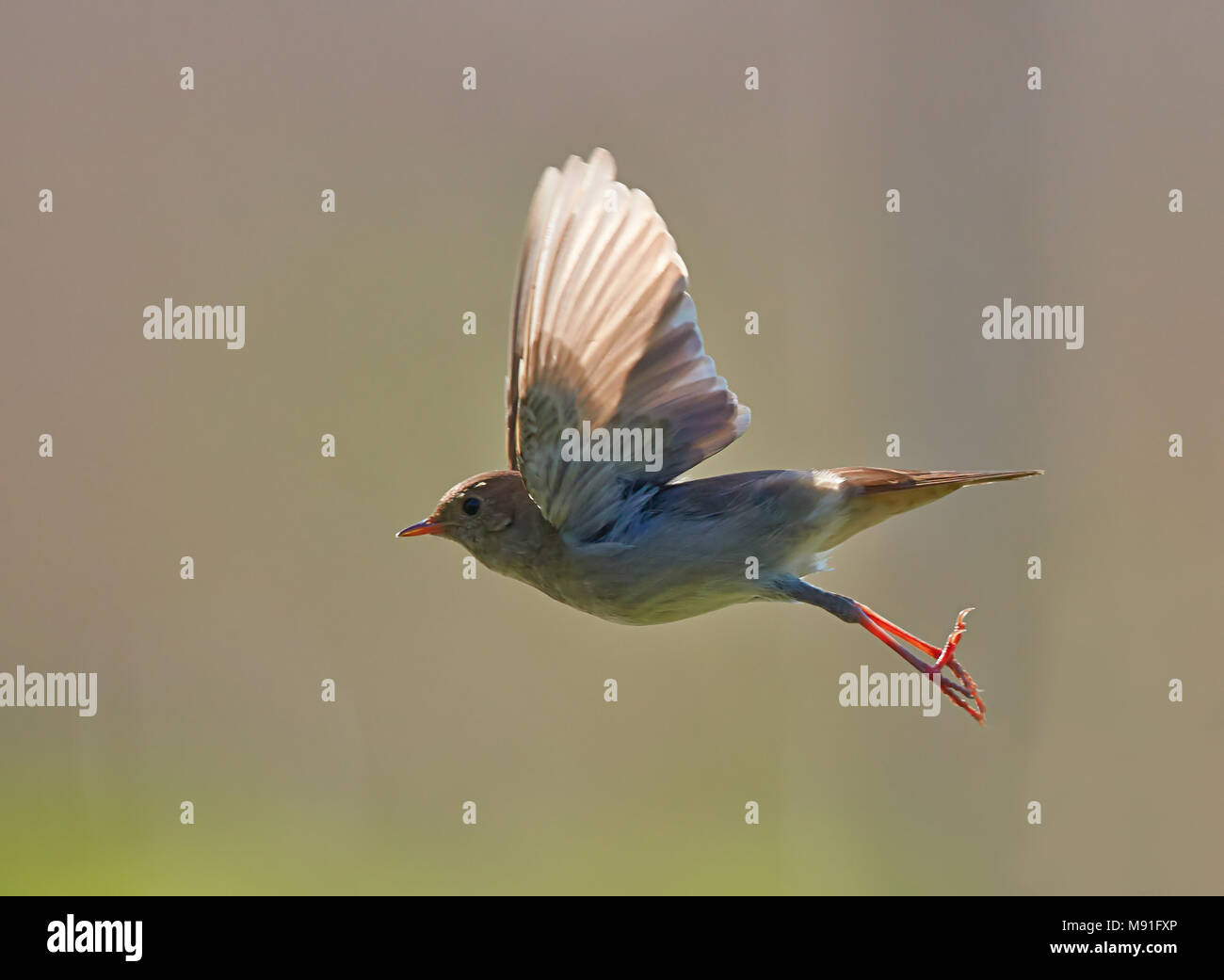 Thrush nightingale hi-res stock photography and images - Alamy